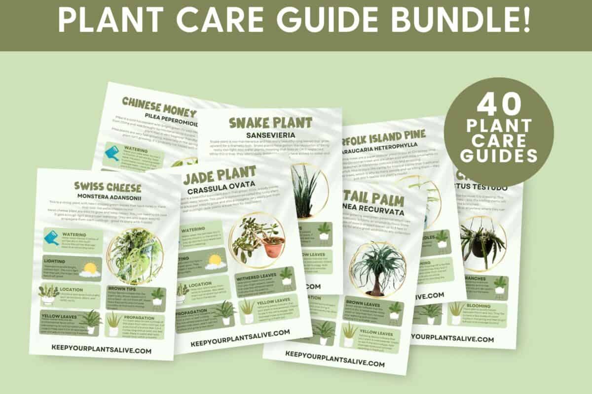 Printable Plant Care Guides - keep your plants alive