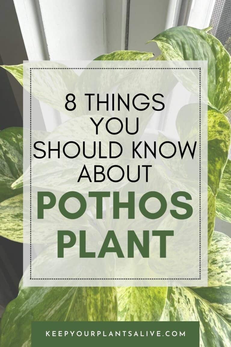 8 Things Everyone with a Pothos Plant Should Know - keep your plants alive