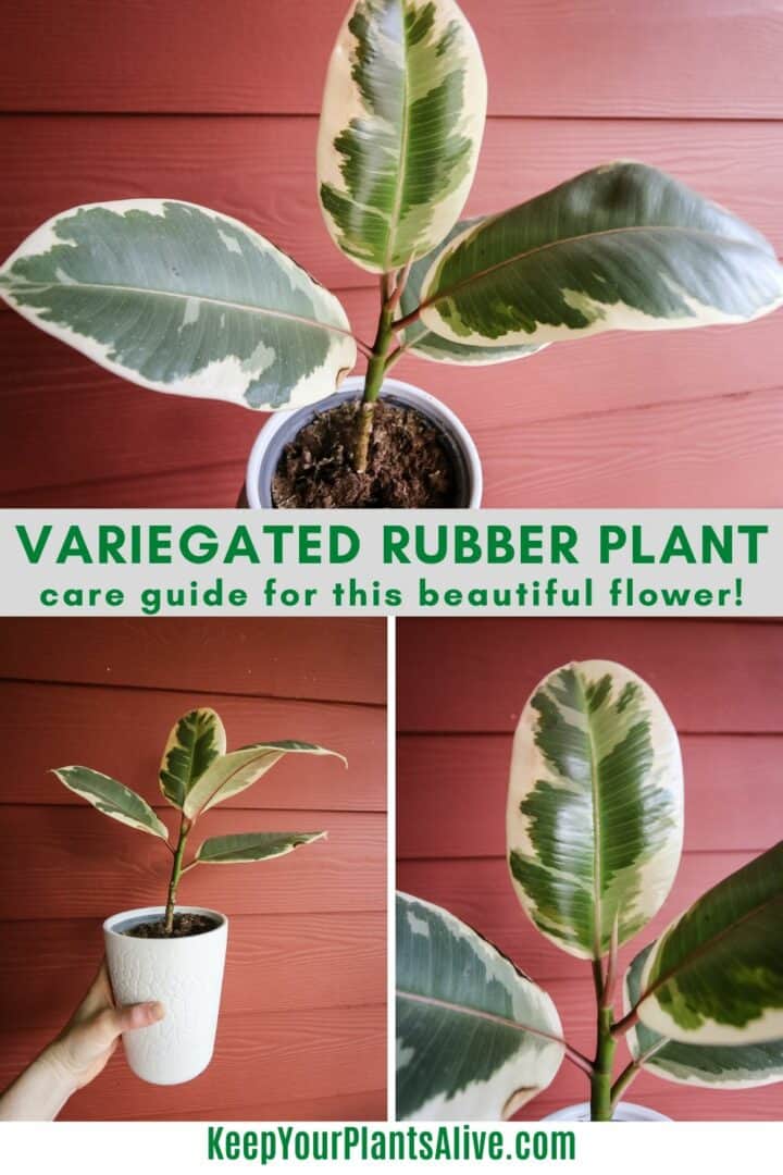 Variegated Rubber Plant Care Guide - keep your plants alive