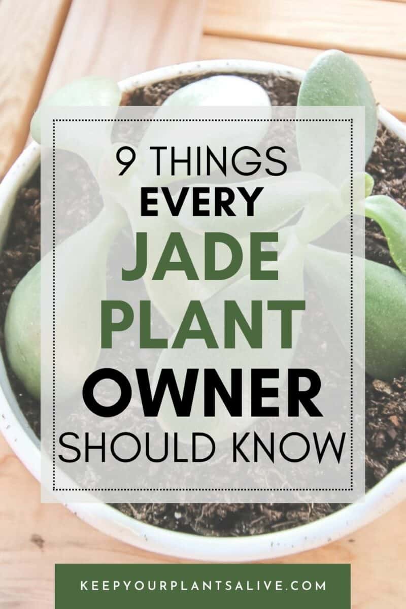 Jade Plant Wrinkled Leaves: Top 6 Causes and How to Fix Them - keep ...