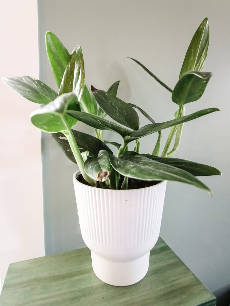 Monstera Standleyana Plant Care Guide - keep your plants alive