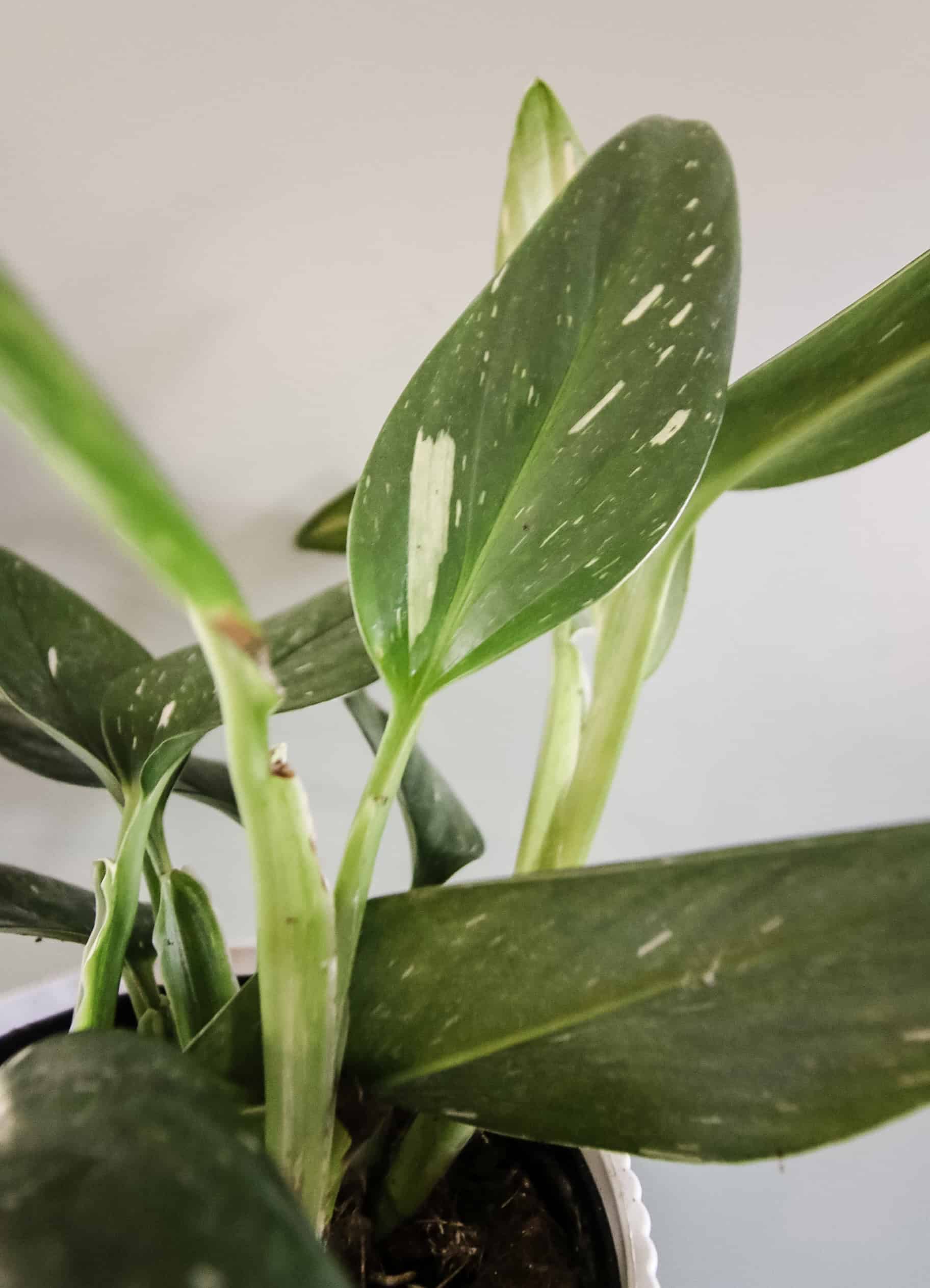 Monstera Standleyana Plant Care Guide - keep your plants alive