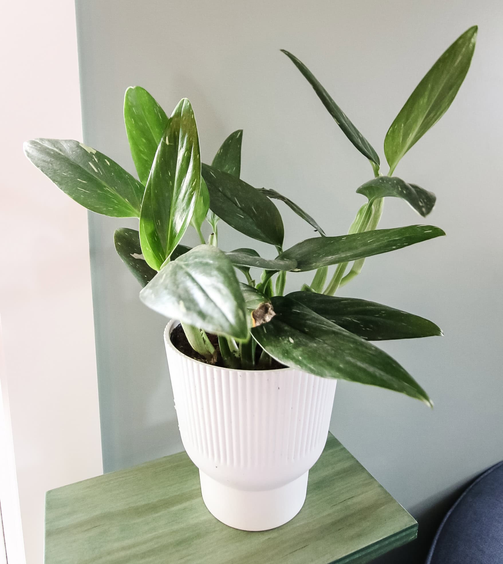 Monstera Standleyana Plant Care Guide - keep your plants alive