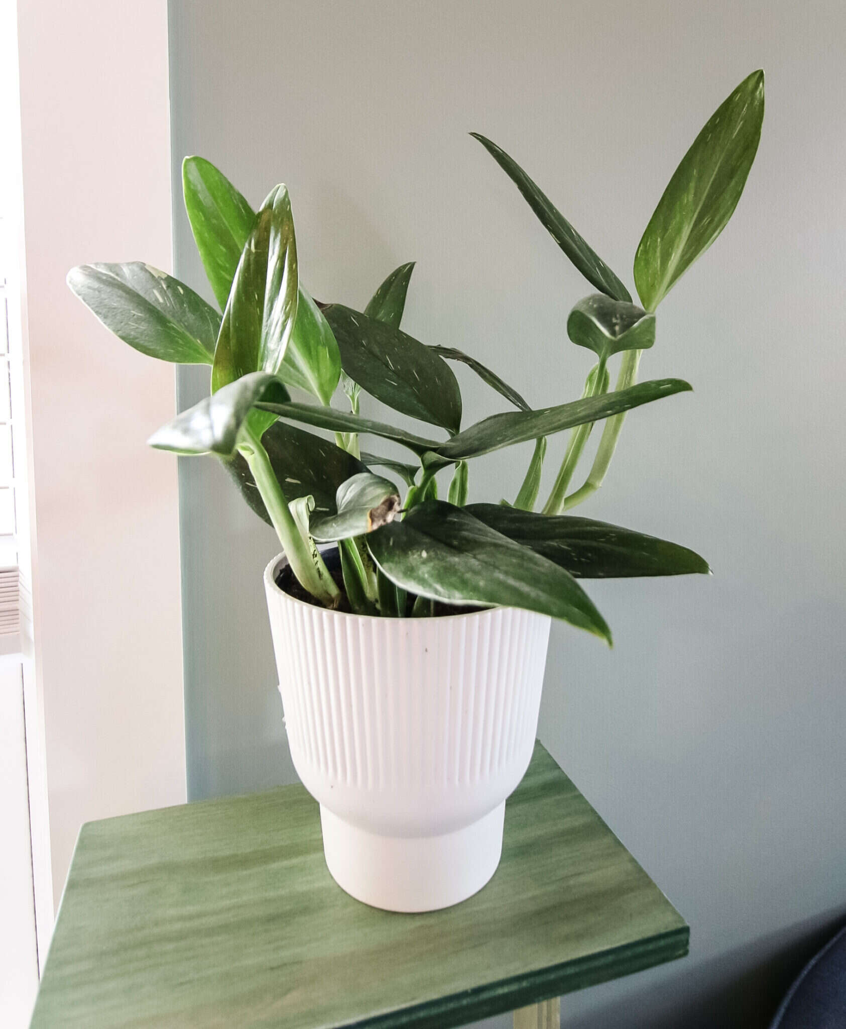 Monstera Standleyana Plant Care Guide - keep your plants alive