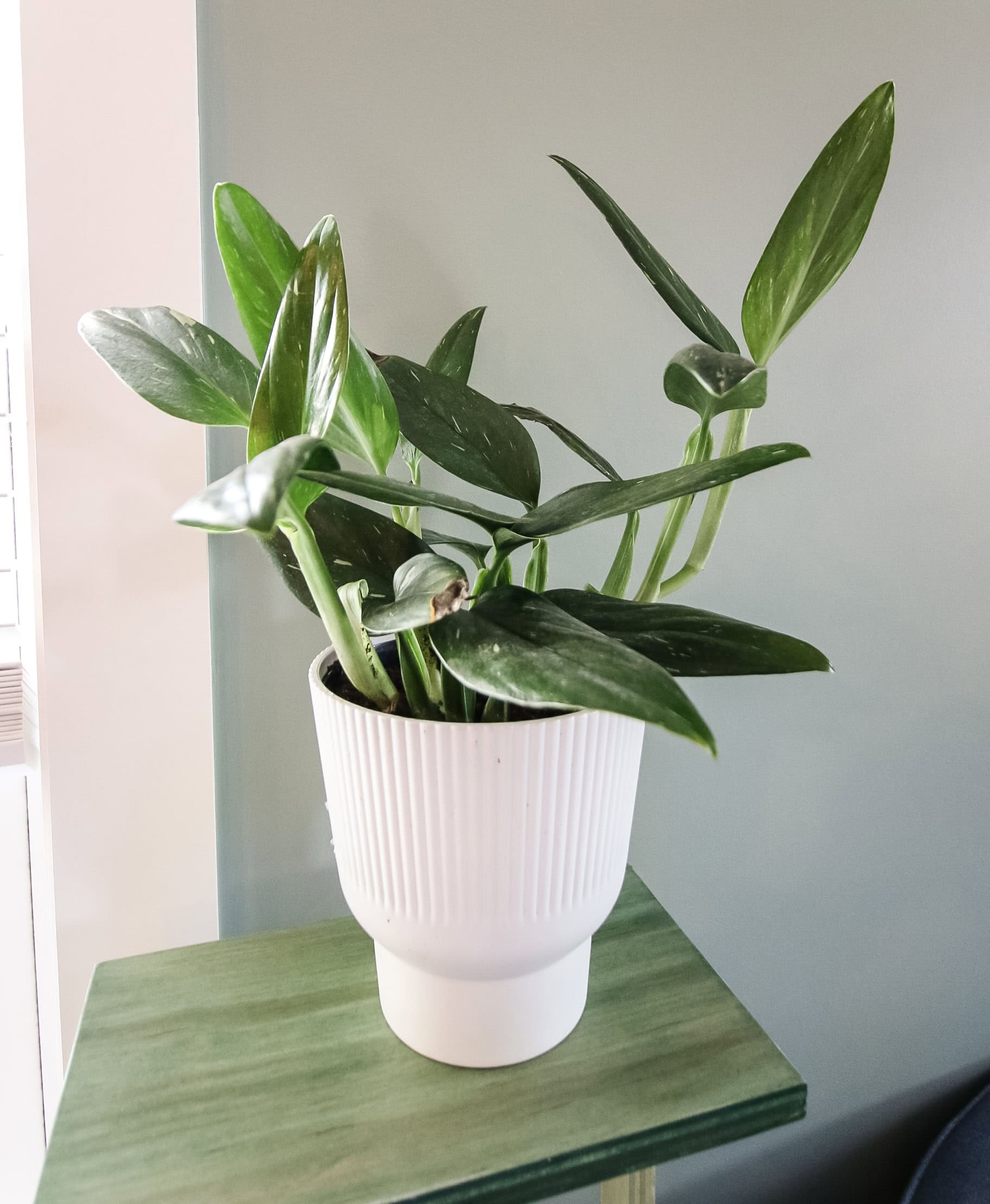 Monstera Standleyana Plant Care Guide - keep your plants alive