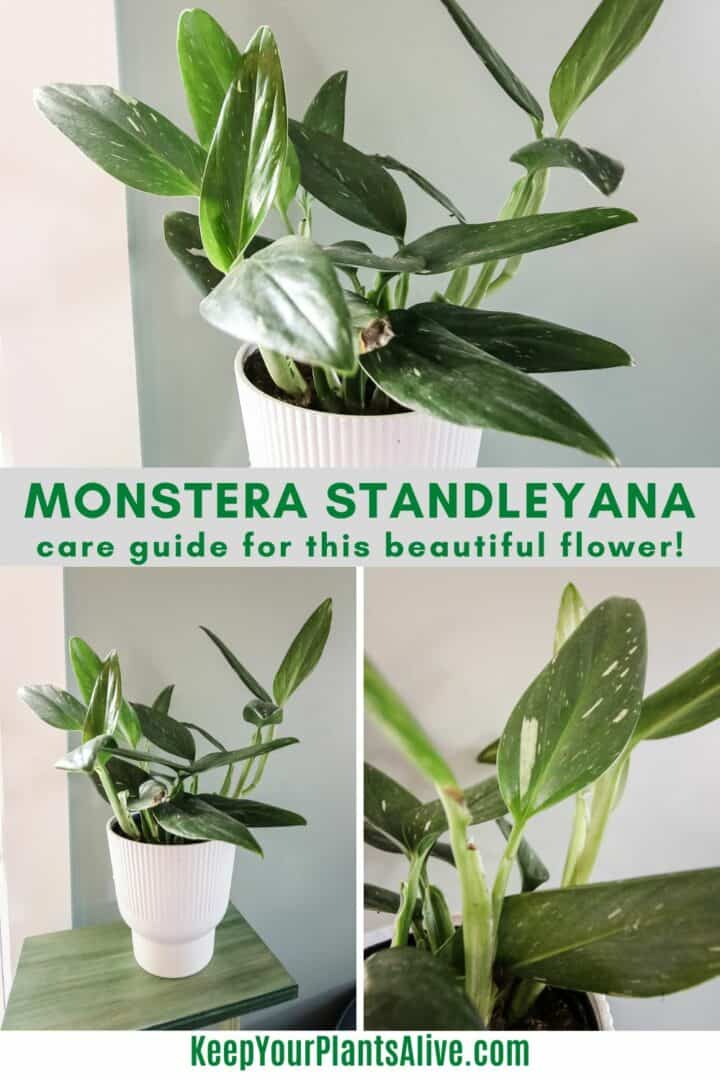 Monstera Standleyana Plant Care Guide - keep your plants alive