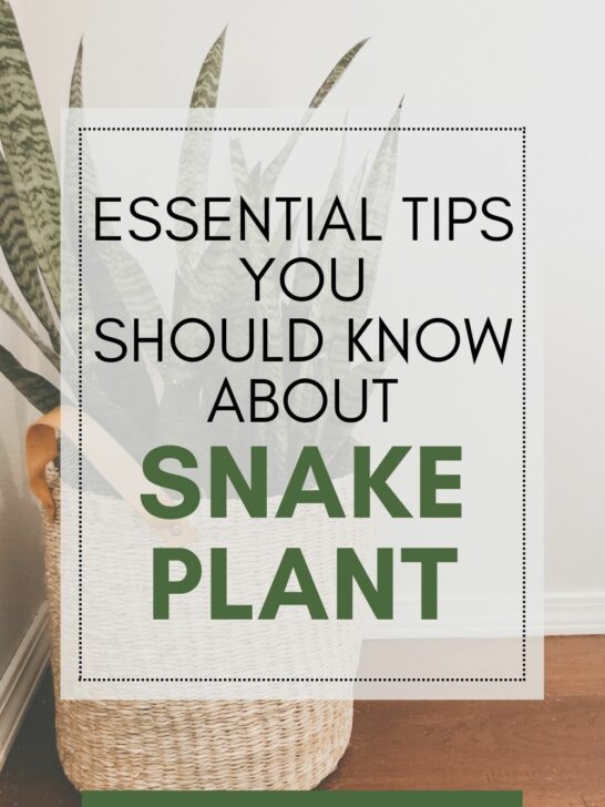 8 Things Everyone with a Pothos Plant Should Know - keep your plants alive