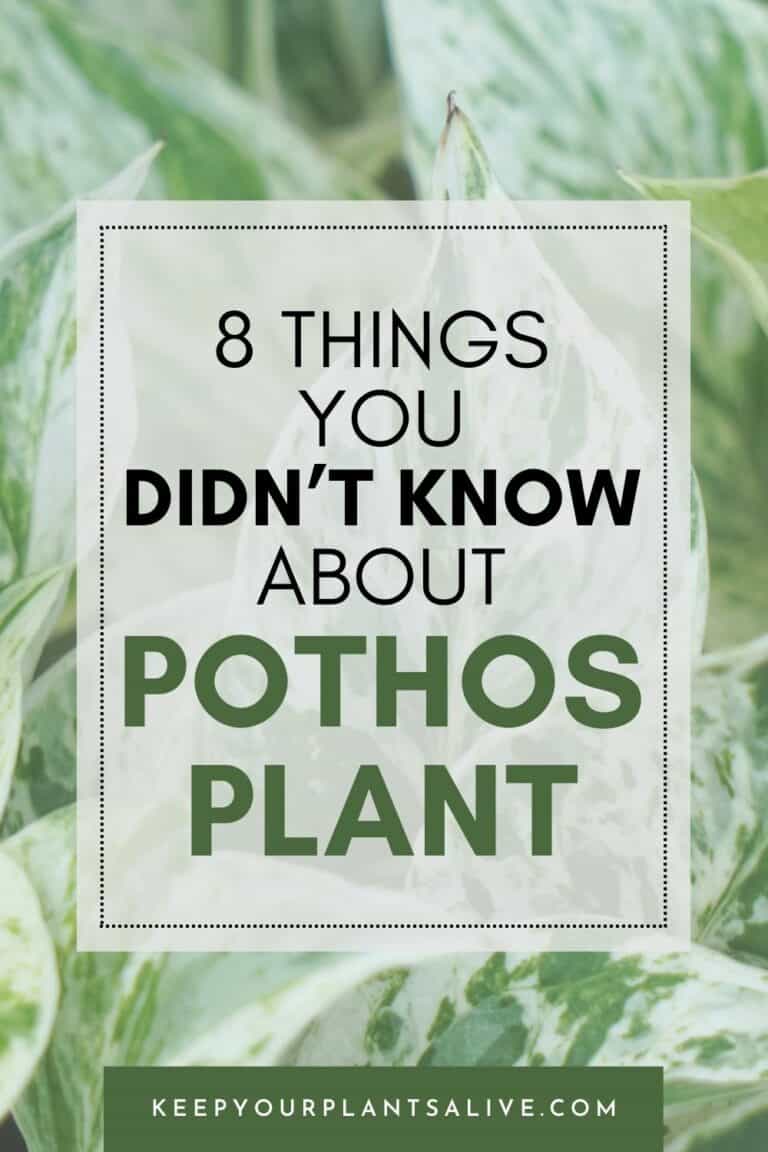 8 Things Everyone with a Pothos Plant Should Know - keep your plants alive