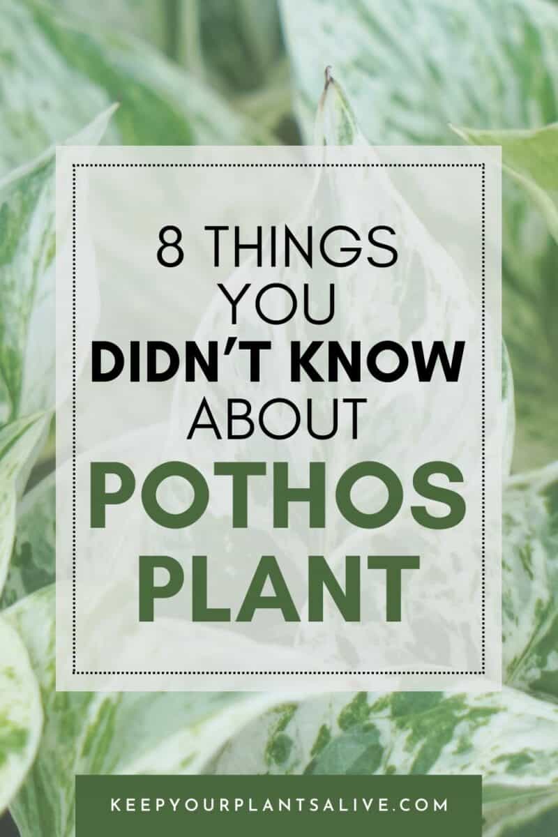 8 Things Everyone with a Pothos Plant Should Know - keep your plants alive