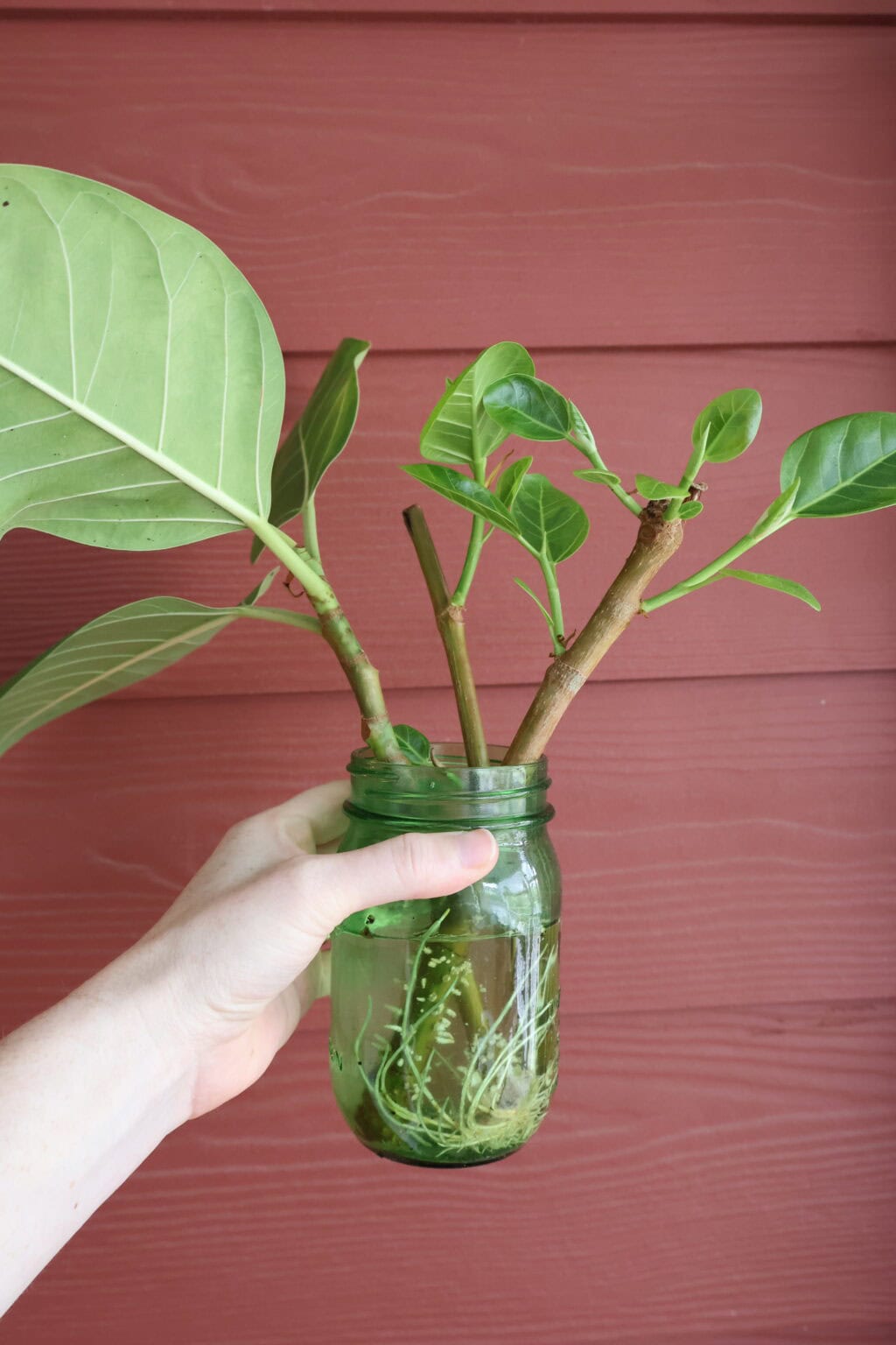 How to Propagate Ficus Altissima in Water (So Easy, It’s Addictive ...
