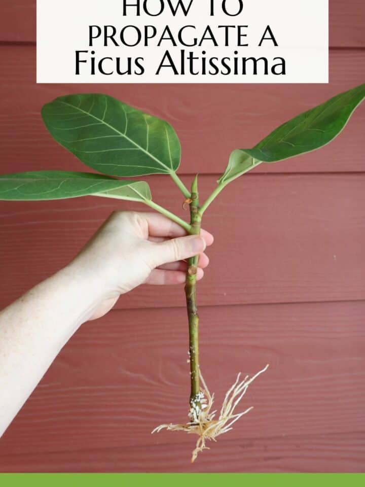 How to propagate an umbrella plant - keep your plants alive