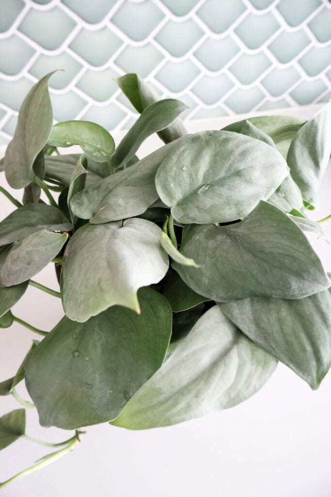 Scindapsus 'Java Platinum' care guide - keep your plants alive