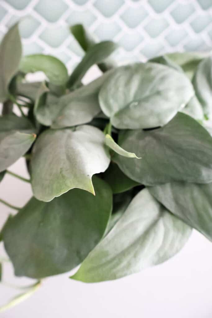 Scindapsus 'Java Platinum' care guide - keep your plants alive