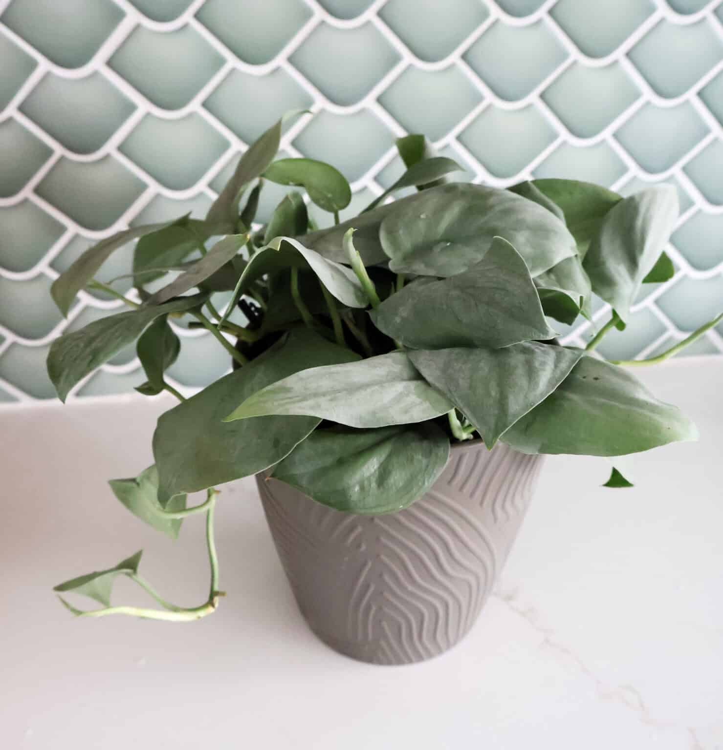 Scindapsus 'Java Platinum' care guide - keep your plants alive