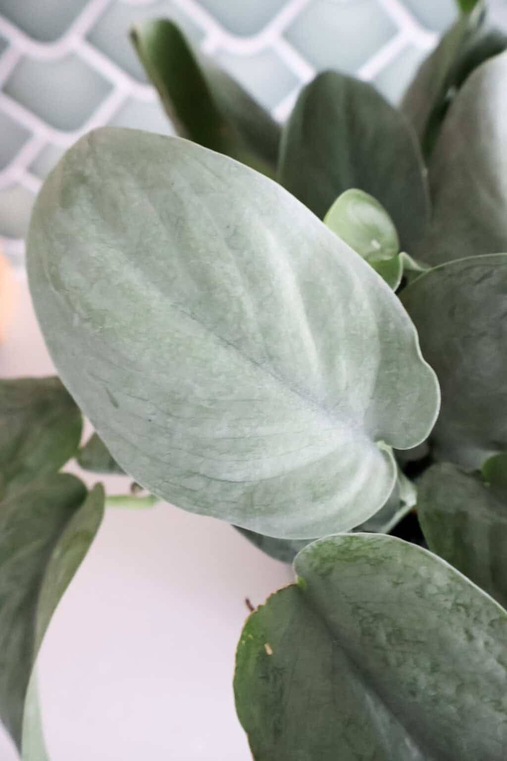 Scindapsus 'Java Platinum' care guide - keep your plants alive