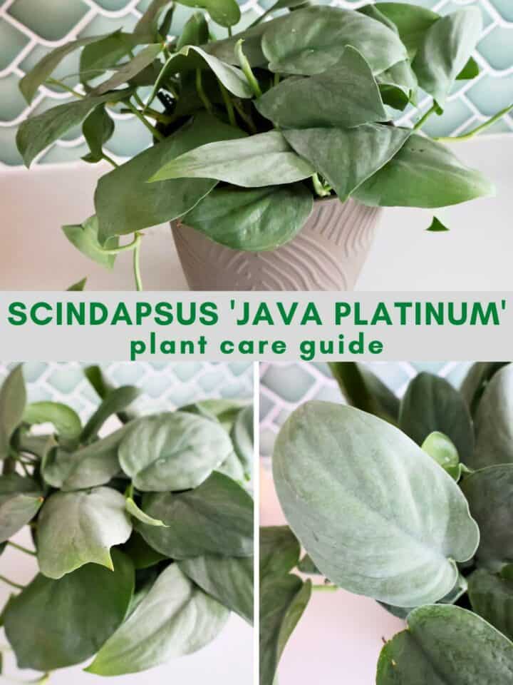 Blue java ice cream banana tree care guide - keep your plants alive